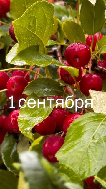 С праздником 1 сентября