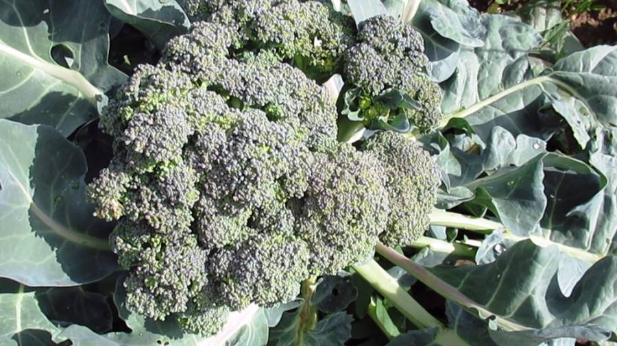 Капуста брокколи Баттавия: снова с урожаем