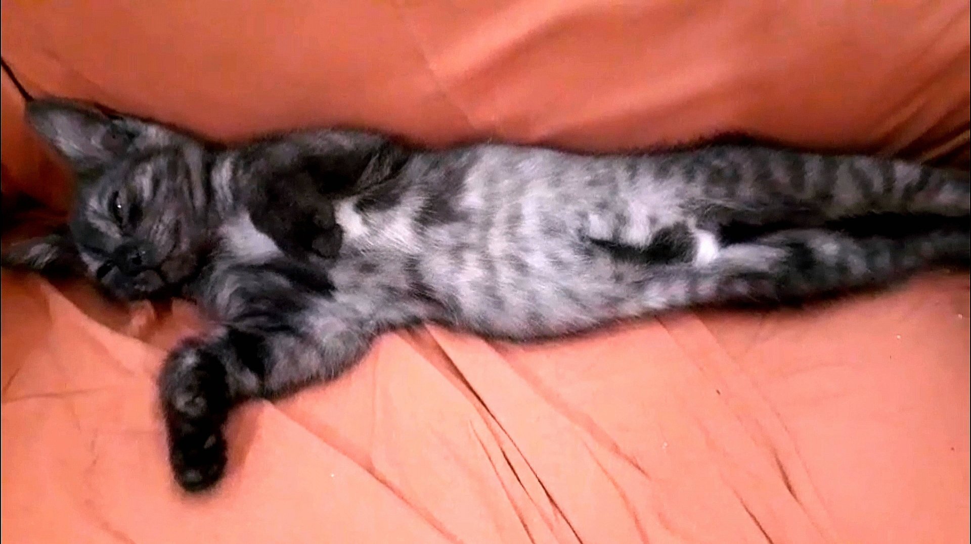 Когда котенок Ниро засыпает... 
# котенок#кот # засыпает котенок