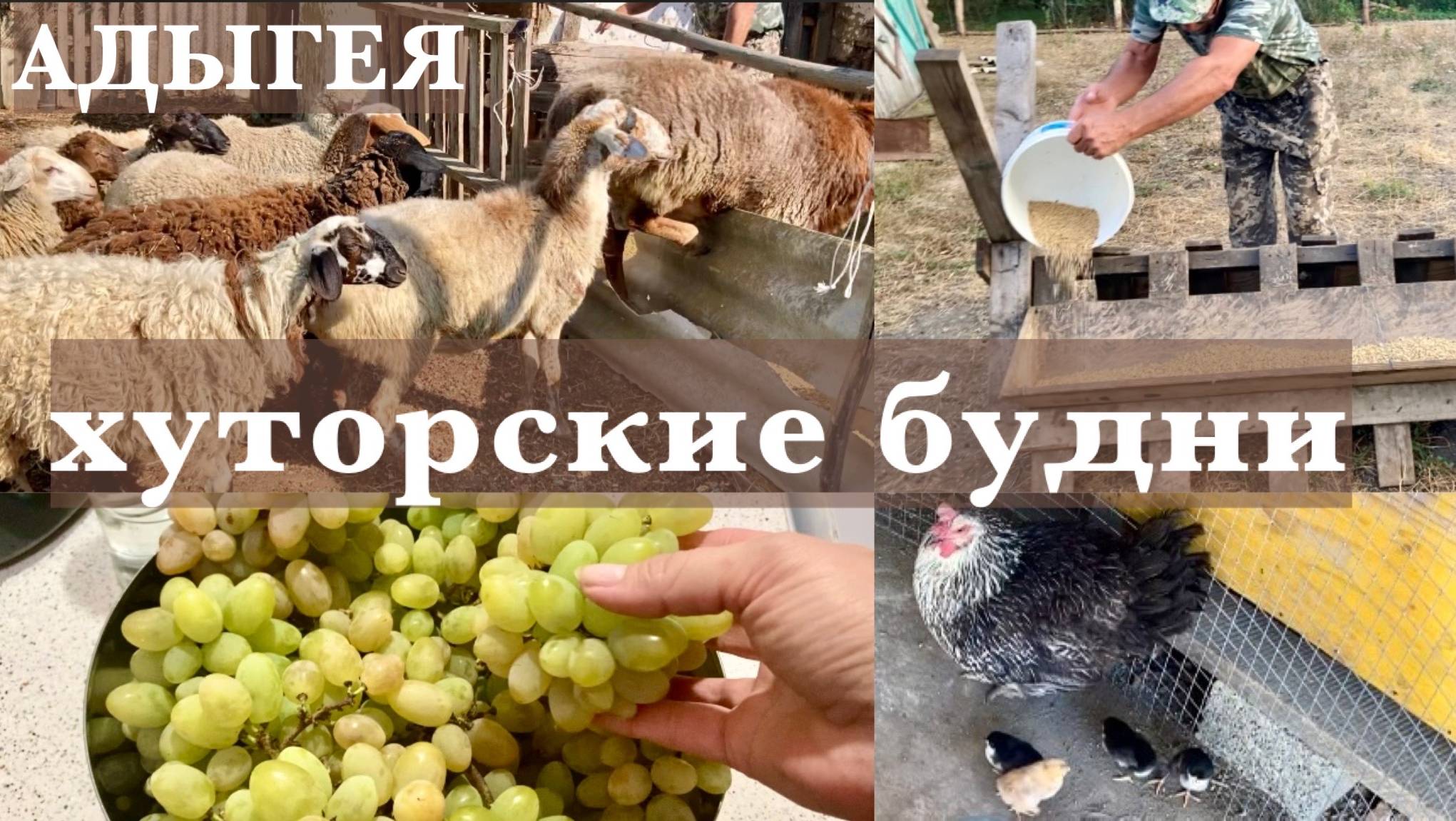 Адыгея/ Жизнь на хуторе/ Уборка в курятнике/ Устроили побег/ Когда то мечтала/31.08.2025/
