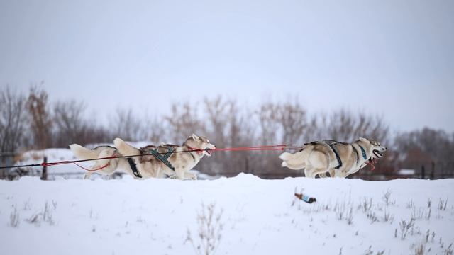 Кинологическая дисциплина: Ездовой спорт на упряжках