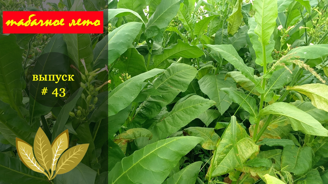 Выпуск #43 Ответы на вопросы. Сезон 2025 #табак