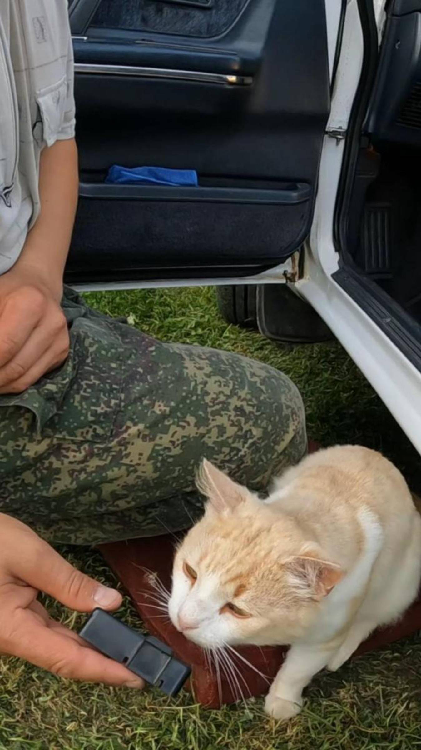 Кот помогает чинить автомобиль