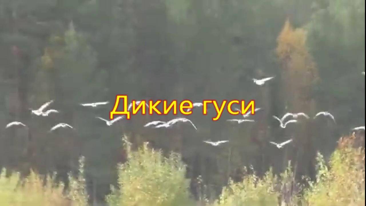 Дикие гуси