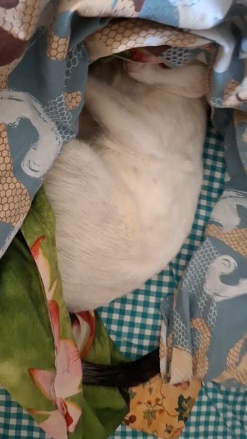 Найди кота. помогите.