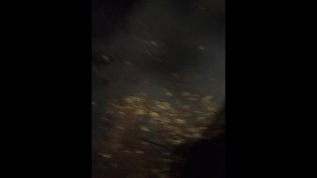 Драка крысы и полуовчарки Fight between a rat and a half-shepherd dog