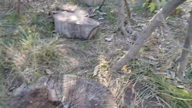 По грибы да по ягоды