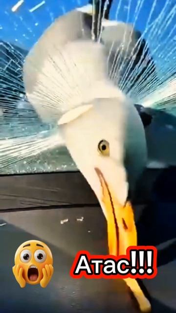 Птичка | ЛАЙК с тебя