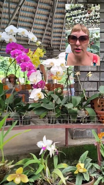 Вьетнам. Орхидеи в Далате и водопад Датанла. Нячанг 72 тысячи рублей с перелетом. @tutsi-dieti