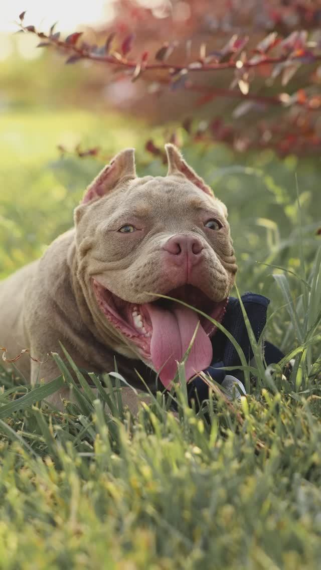 Щенки американских булли | Royal Bully House