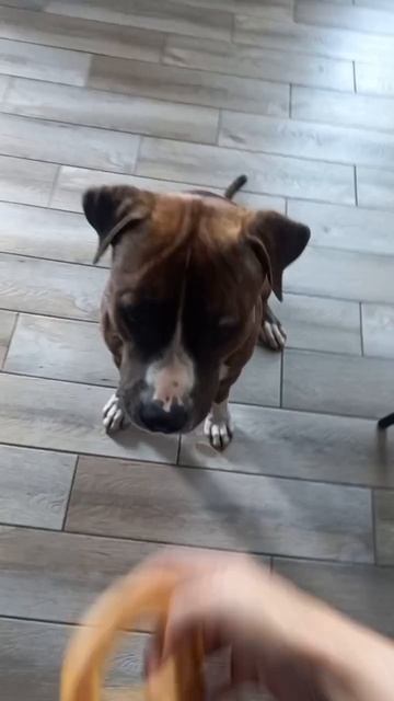 Tcenniy Prize Poker 14 m, дрессировка самоконтроля