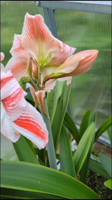 01-09-2025.Гиппеаструмы.Клоун и Блоссом Пикок.