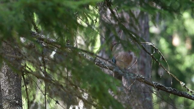 Мяукающая сойка пересмешница