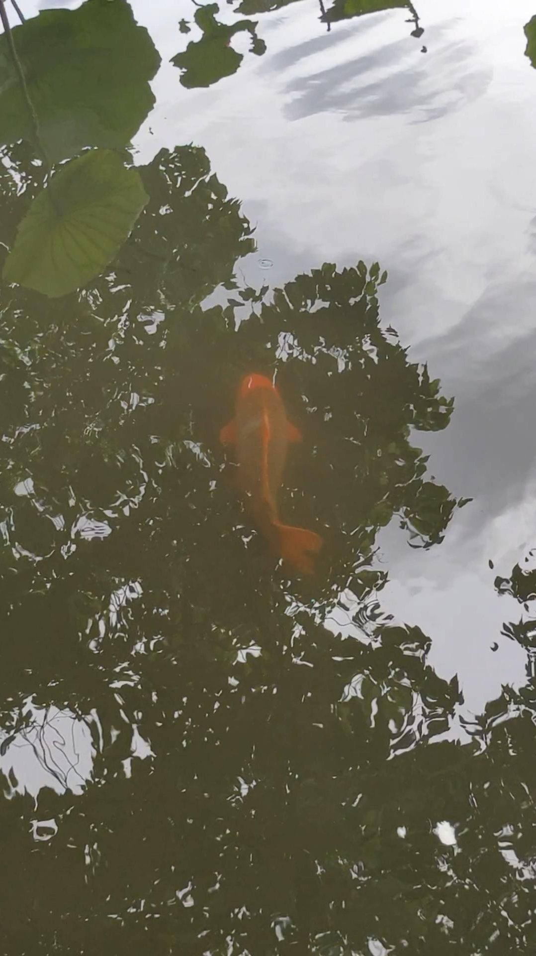 Карпы в китайском парке | Озеро Сиху в Ханчжоу