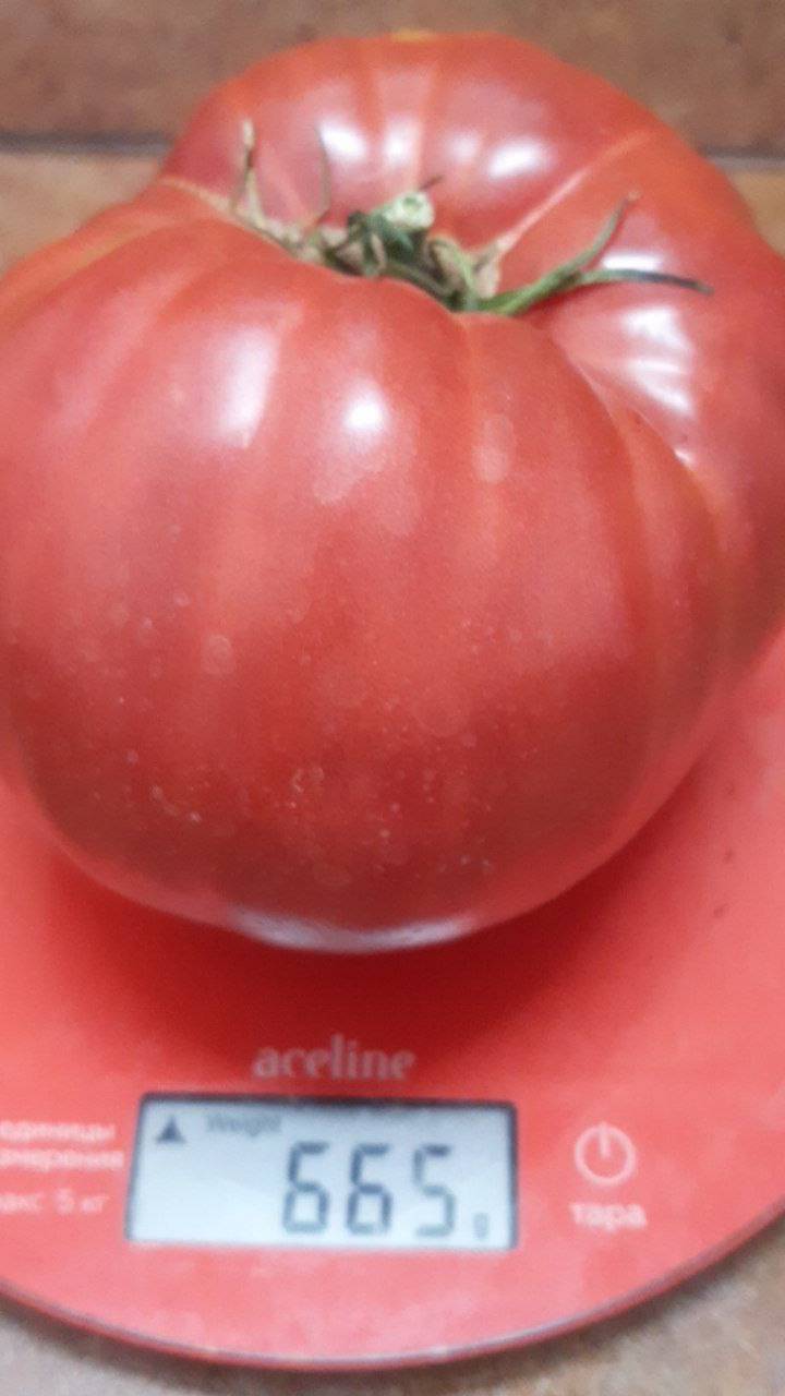 Томат Розовый Гигант Явена - Шикарный томат ГИГАНТ из ИТАЛИИ (обзор сорта)