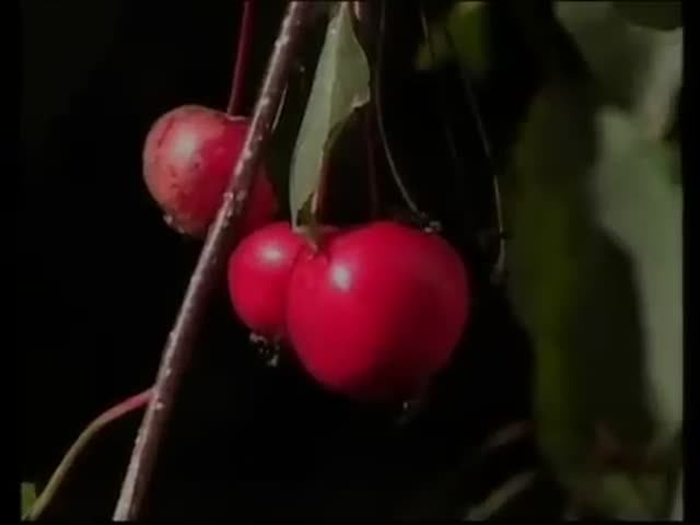 Евгений Фокин Яблони Воскресения