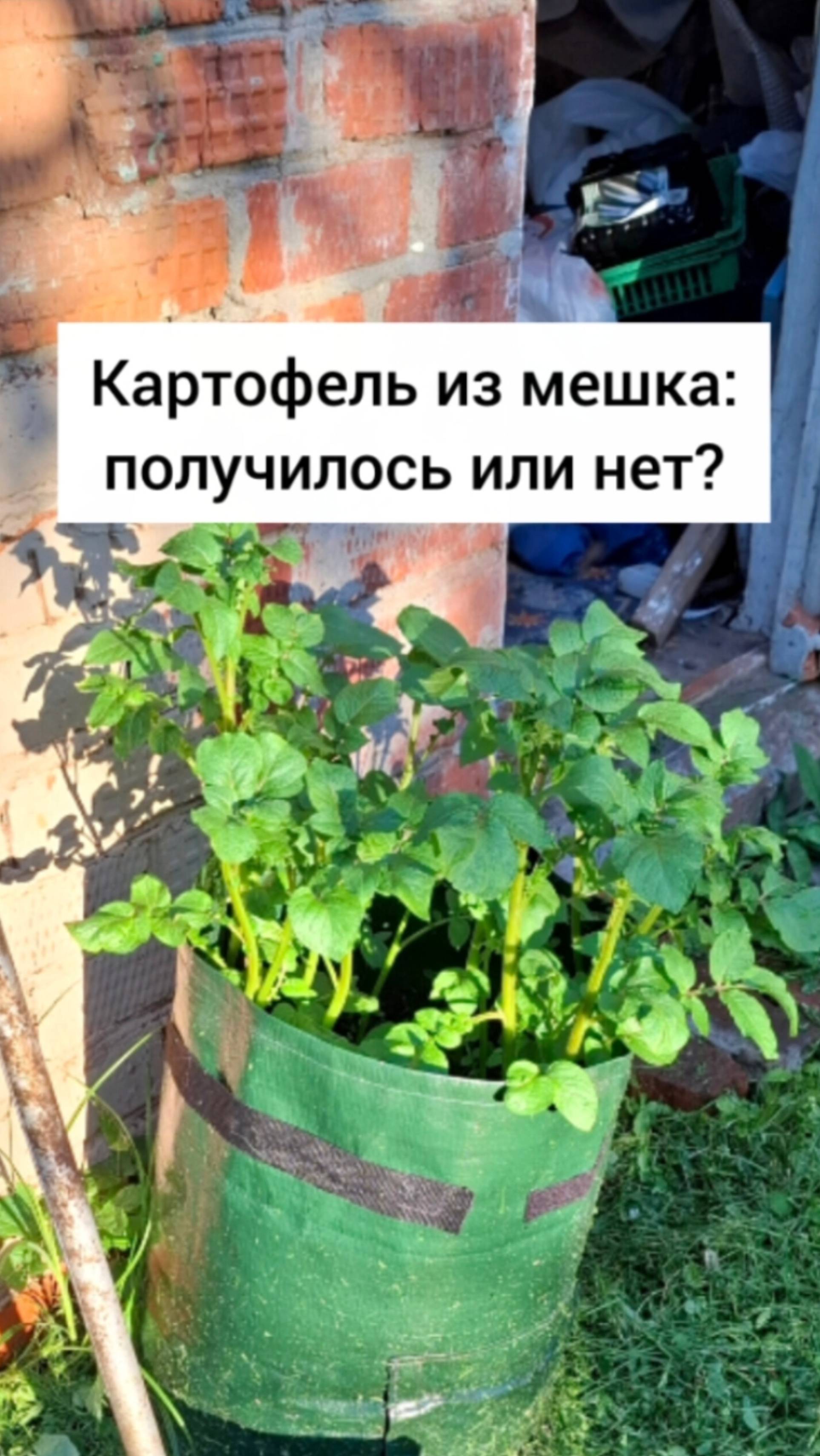 Картофель из мешка: получилось или нет?