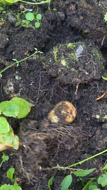 Урожай иорданской и российской картошки на московских плантациях🤣