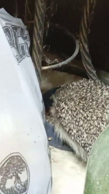 Ежик в гостях у кота