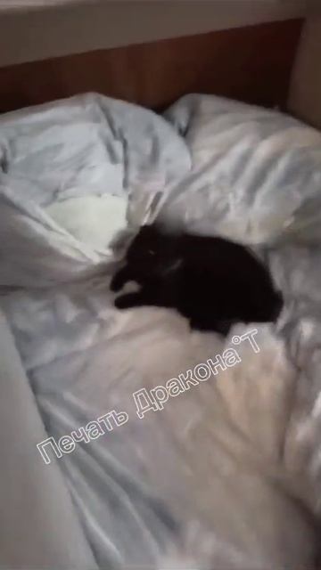 чтоб тв так жил