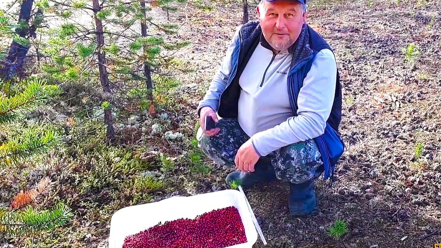 БРУСНИКА. Заготовка на зиму. Сколько надо на год?