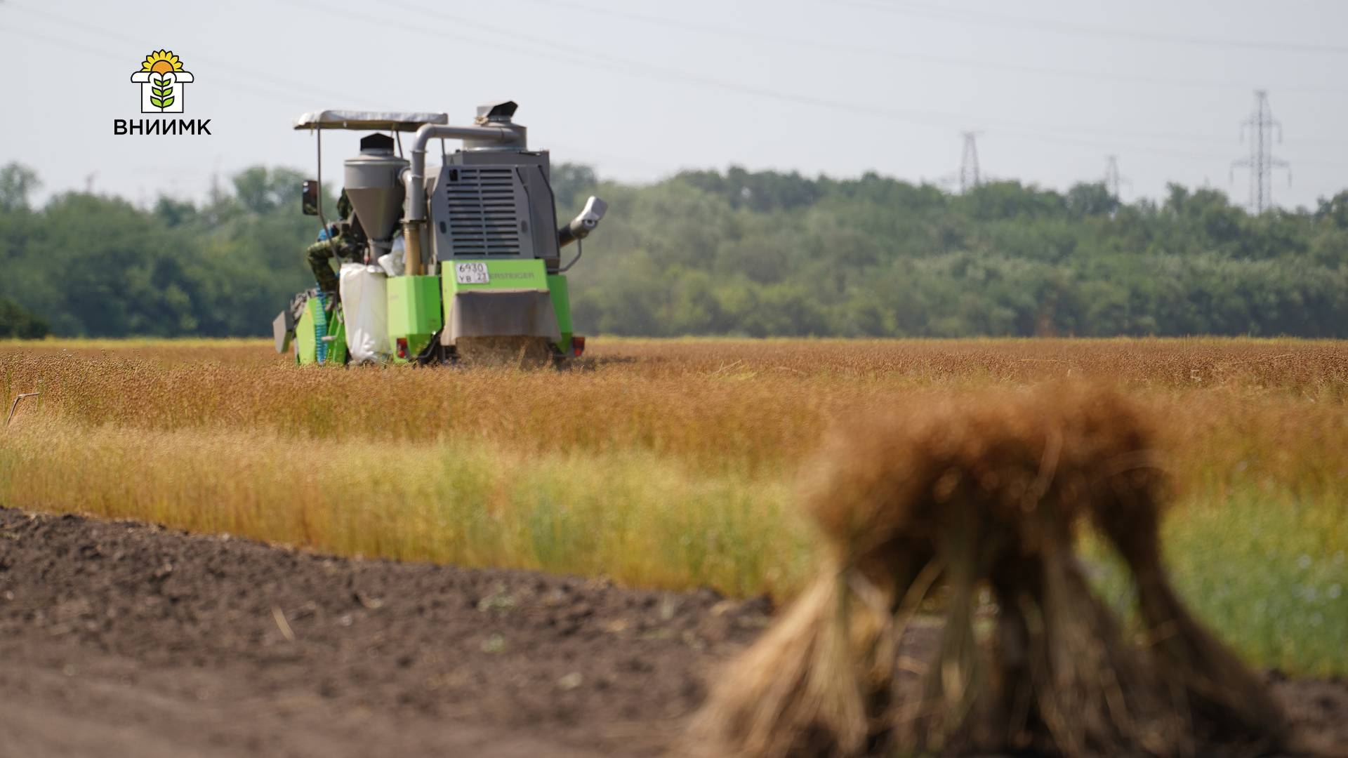 Технология возделывания масличного льна