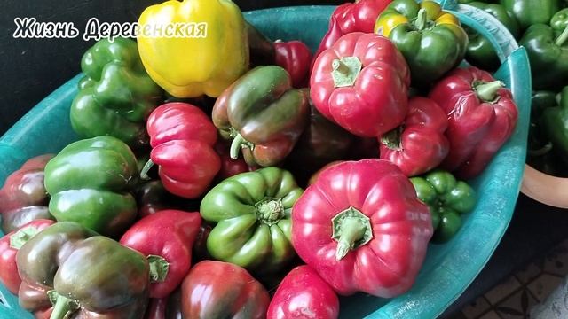 Заморозка ранней капусты и перца сладкого на хранение 30.08.25.