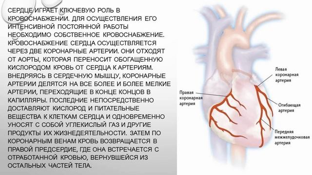 Занятие 1 ＂Хроническая сердечная недостаточность. Анатомия сердечно-сосудистой системы.