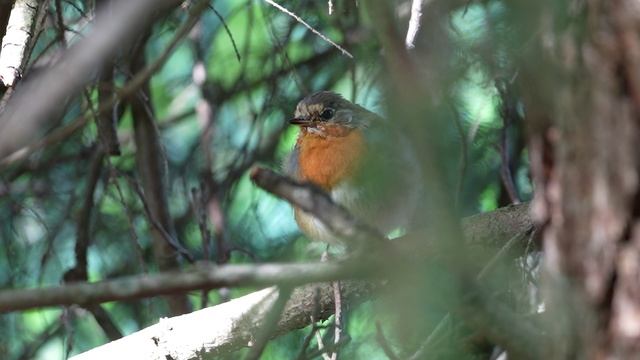 Зарянка чистит пёрышки