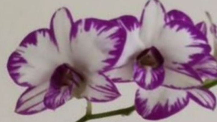 П-8.Ч-10. Дендробиум через 4 с лишним месяца после получения и пересадки. Появление и рост цветоноса