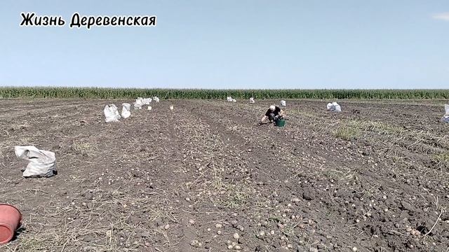 Урожайная картошка 🥔 2025.Как мы картофель копаем.