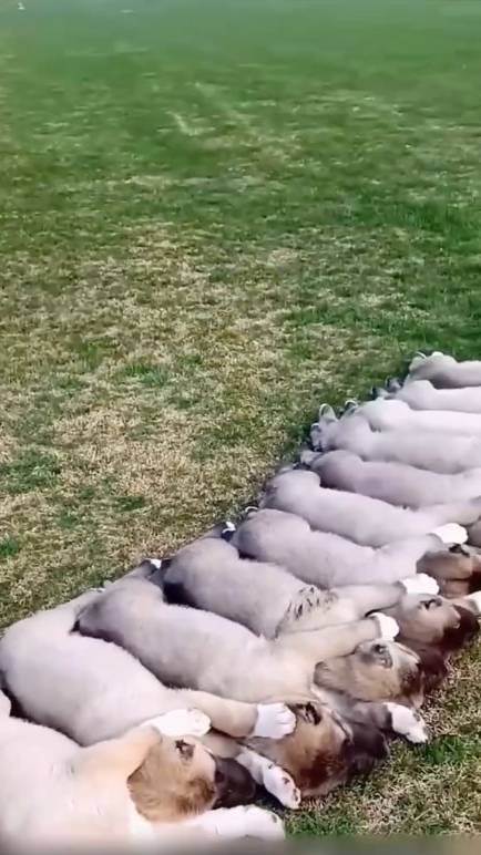 Волки убили 11 щенков и очень скоро пожалели....