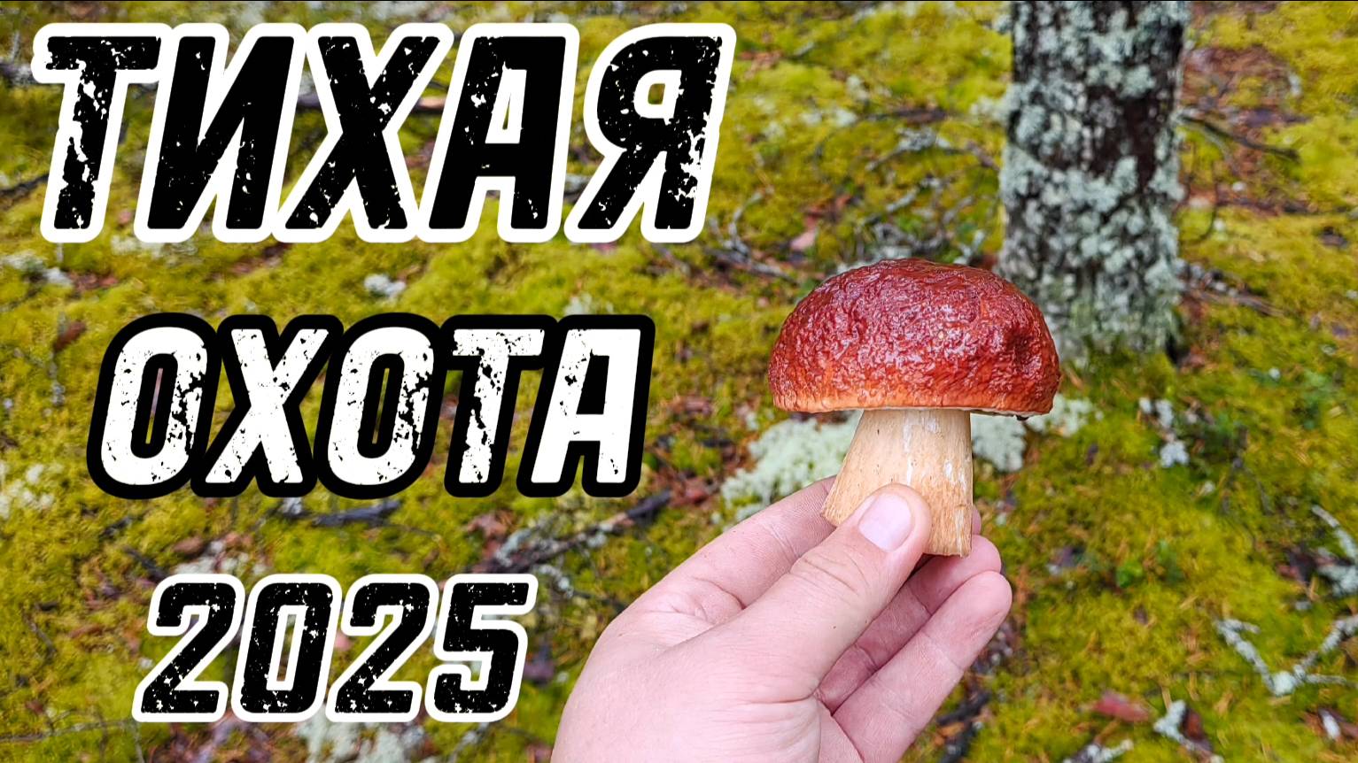 ГРИБНАЯ РАЗВЕДКА | Тихая охота 2025