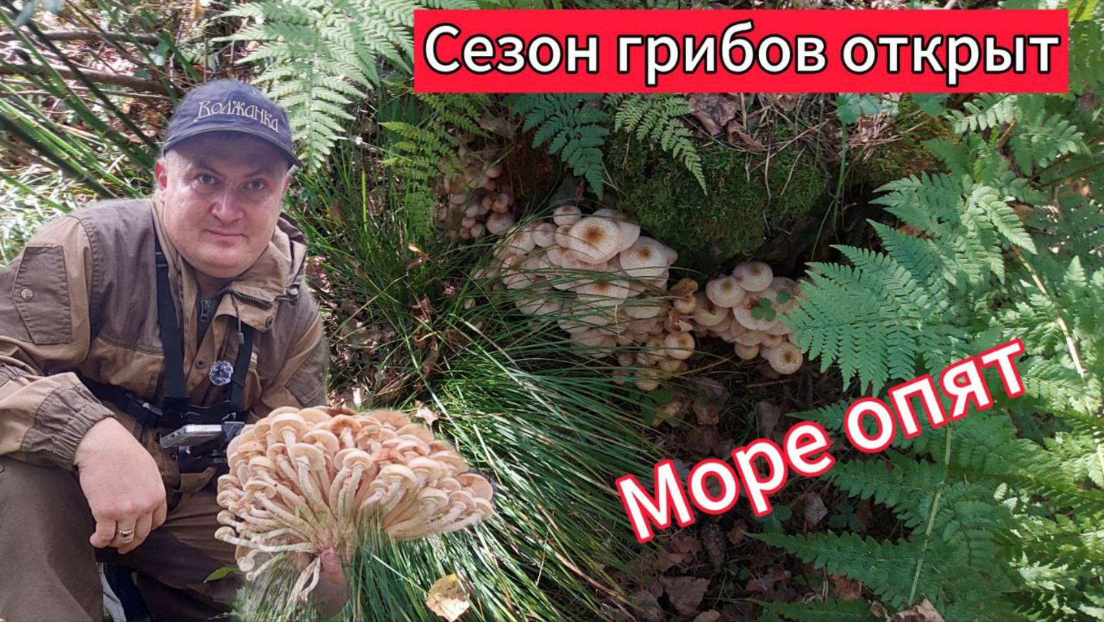 Грибы в лесу великолепны!!! Море опят.