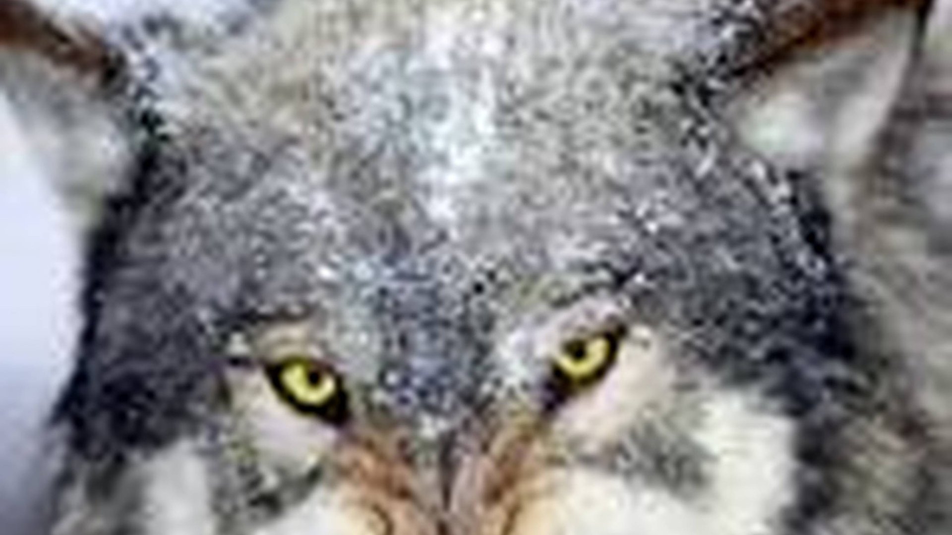 Волк нашёл его... Интересная история про волка. Слушать рассказ.