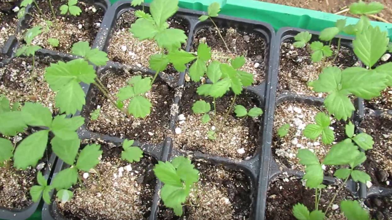 Что делать с рассадой земляники садовой в апреле