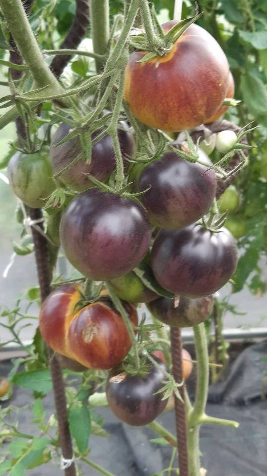 Томат Восставший звездный Истребитель Кэйли Энн. - Супер Новинка селекции Расса Кроу. США