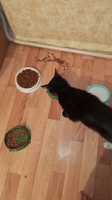 Когда надо ехать к врачу, и он это почувствовал,отсутствовал весь день и пришел голодный.Хитренький!