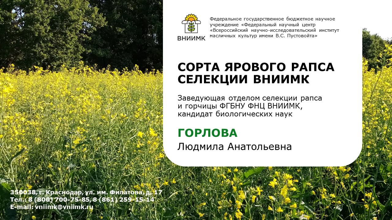 Сорта ярового рапса селекции ВНИИМК