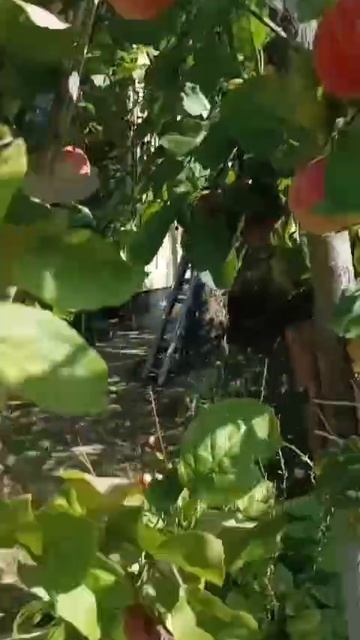 От изобилия ломка