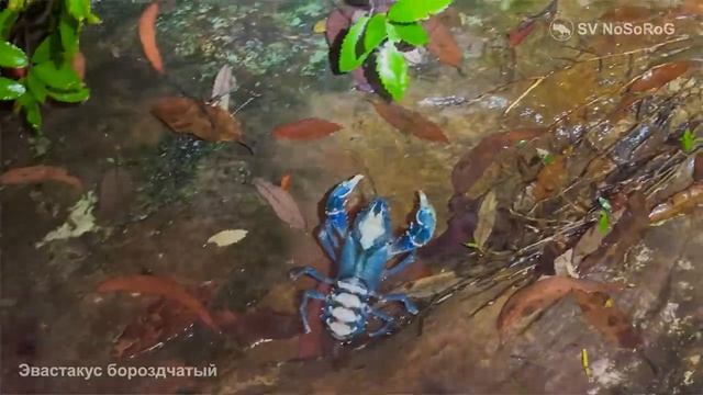 Какие природные цветовые вариации имеет Ламингтонский колючий рак — Euastacus sulcatus ?