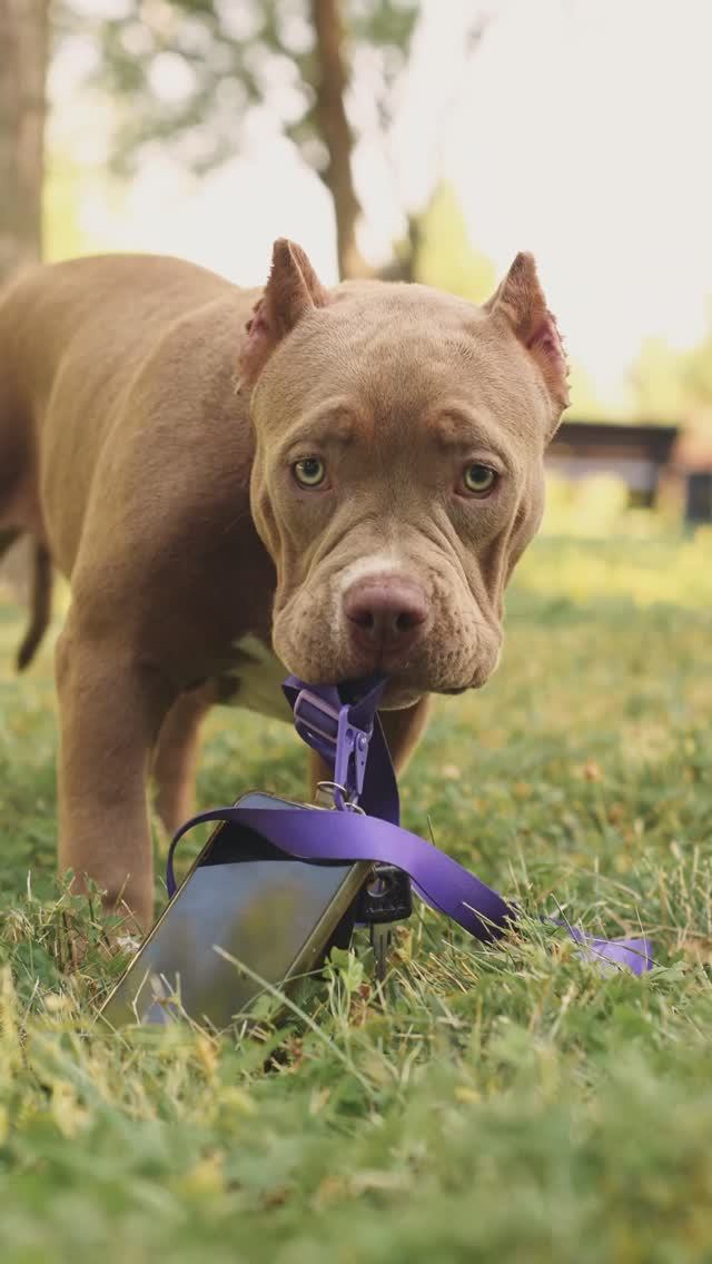 Милка 2 | Щенки американских булли | Royal Bully House