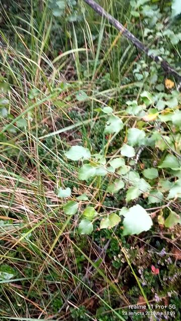 Поляна с Брусникой