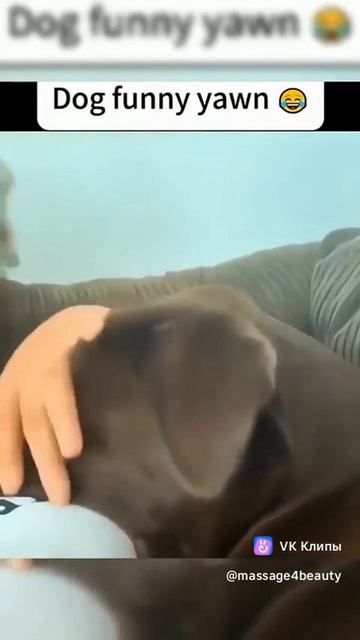 Собачьи страсти