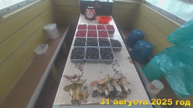 7 соток. Собираю чернику, бруснику и грибы. Хроника 31 августа 2025 год