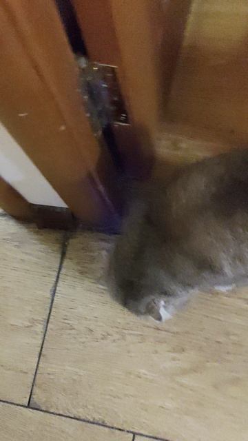 Микис  и новая игрушка