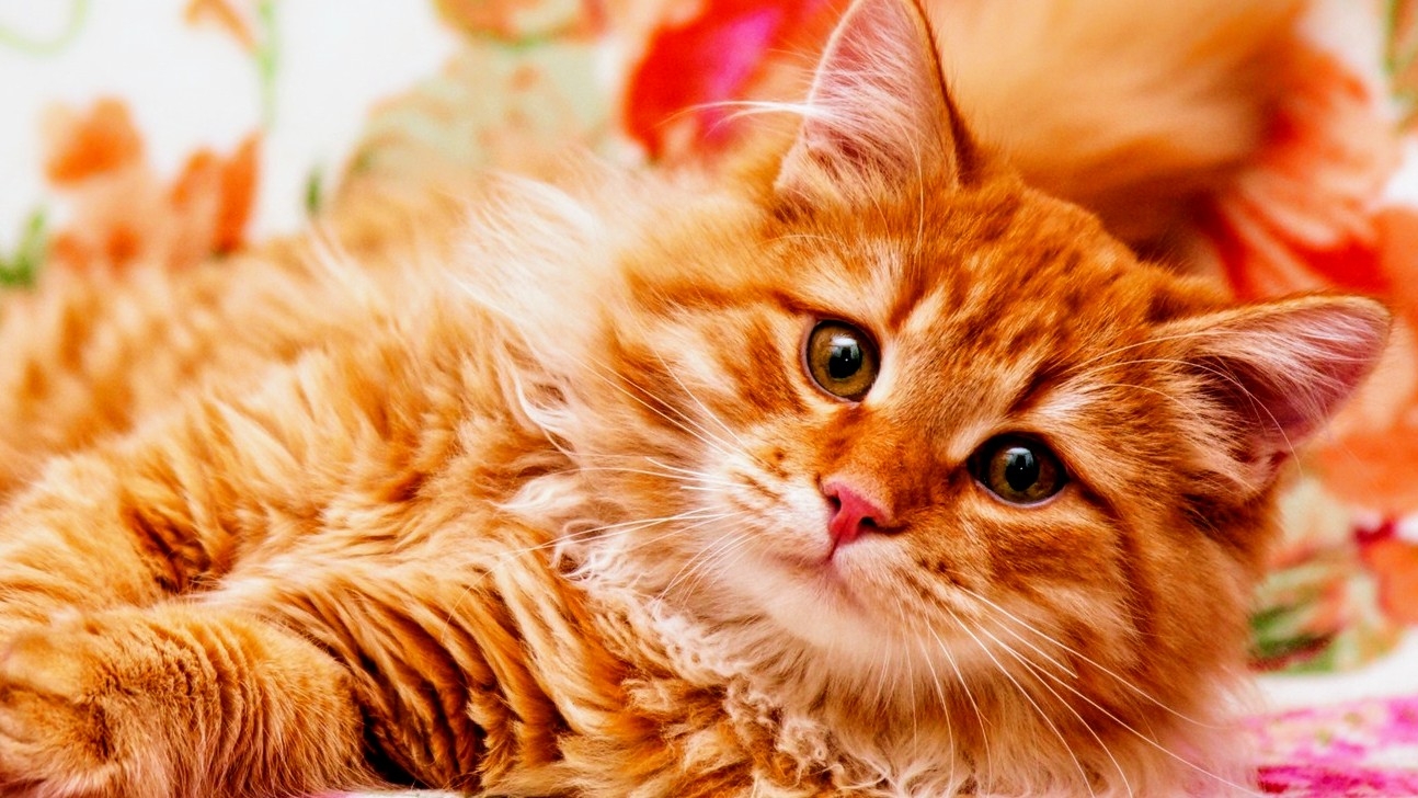 Кошачья история 🐱🐱🐱 (Mac Cadain music)