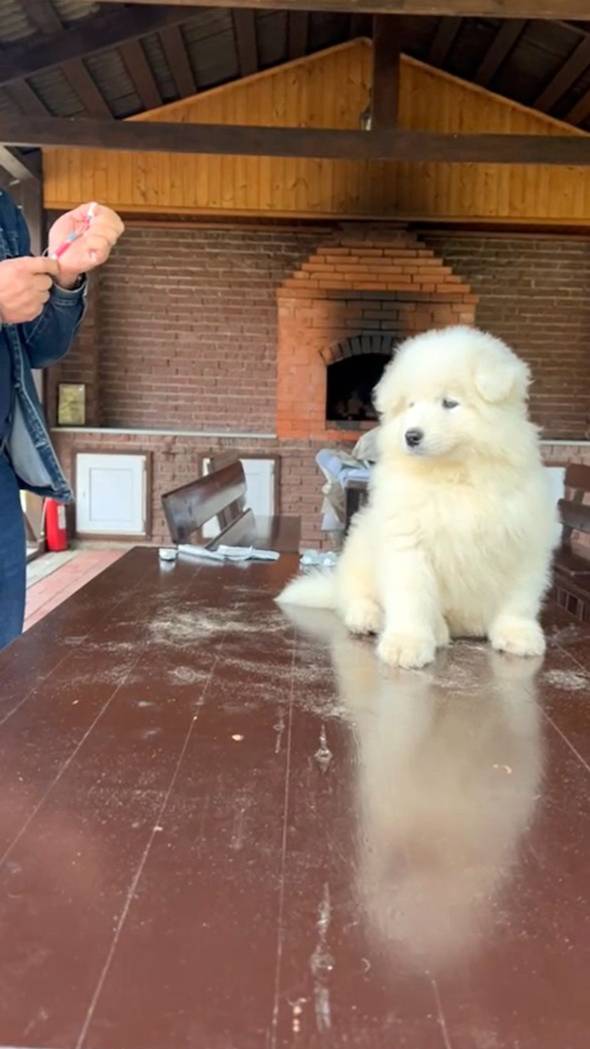 База отдыха «Щукино»: вакцинация щенка самоеда