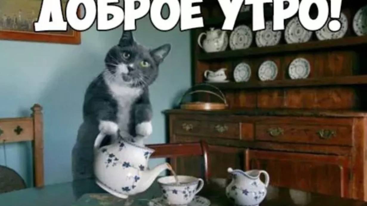 Приколы с котами! САМЫЕ СМЕШНЫЕ ЖИВОТНЫЕ С ОЗВУЧКОЙ!