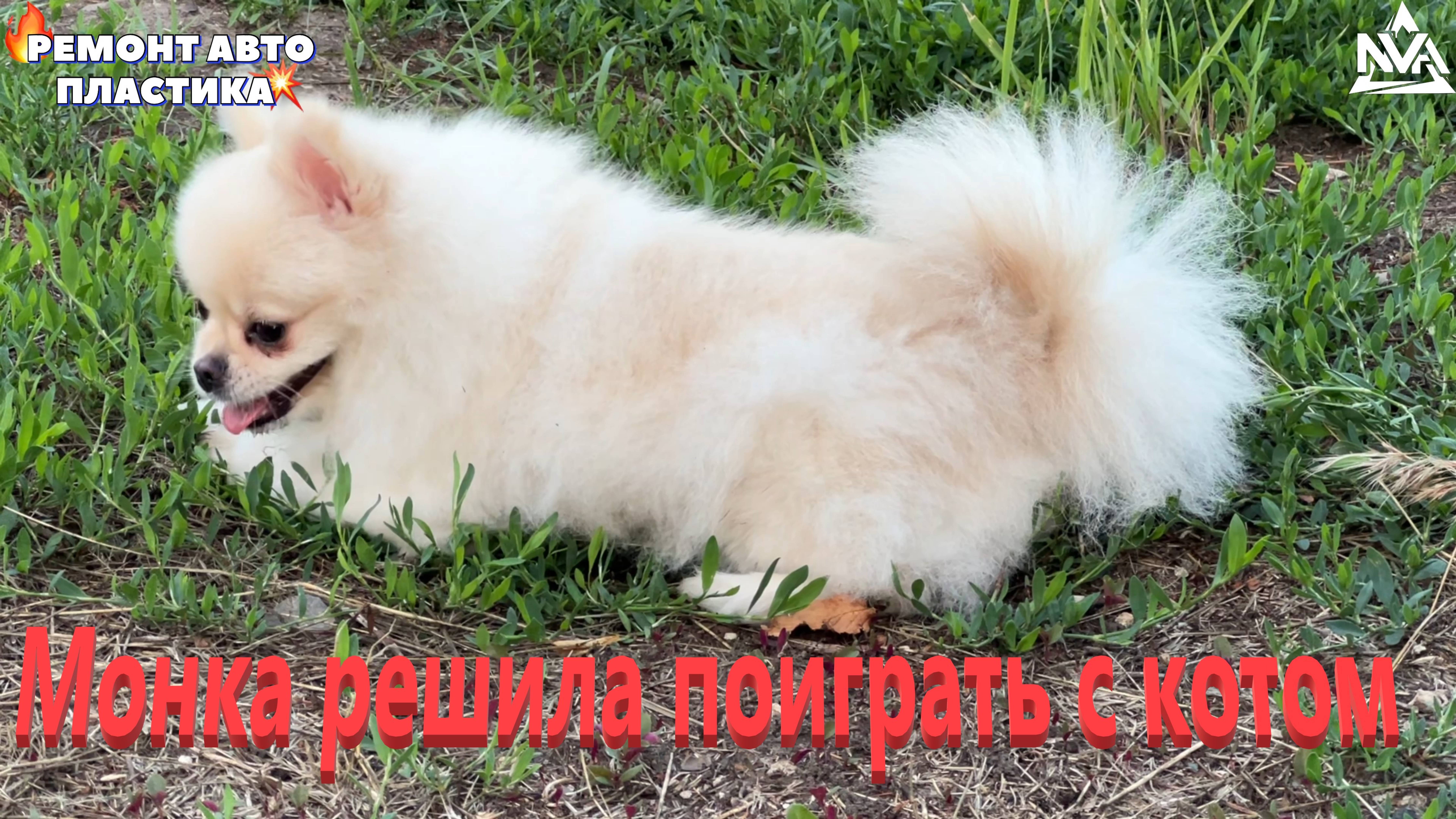 Монка решила поиграть с котом